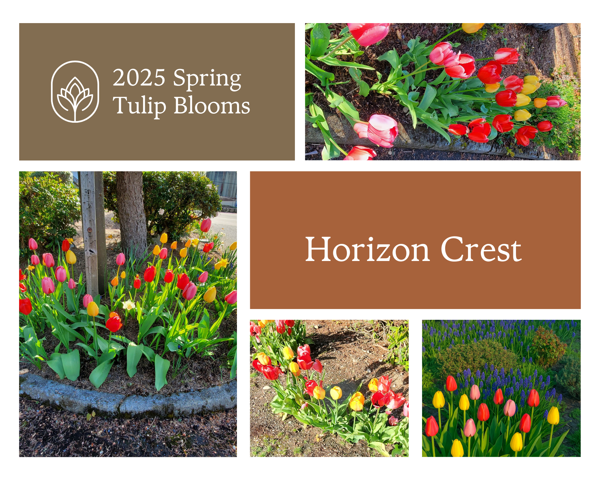 2025 Tulip Blooms! – Horizon Crest Community Association
